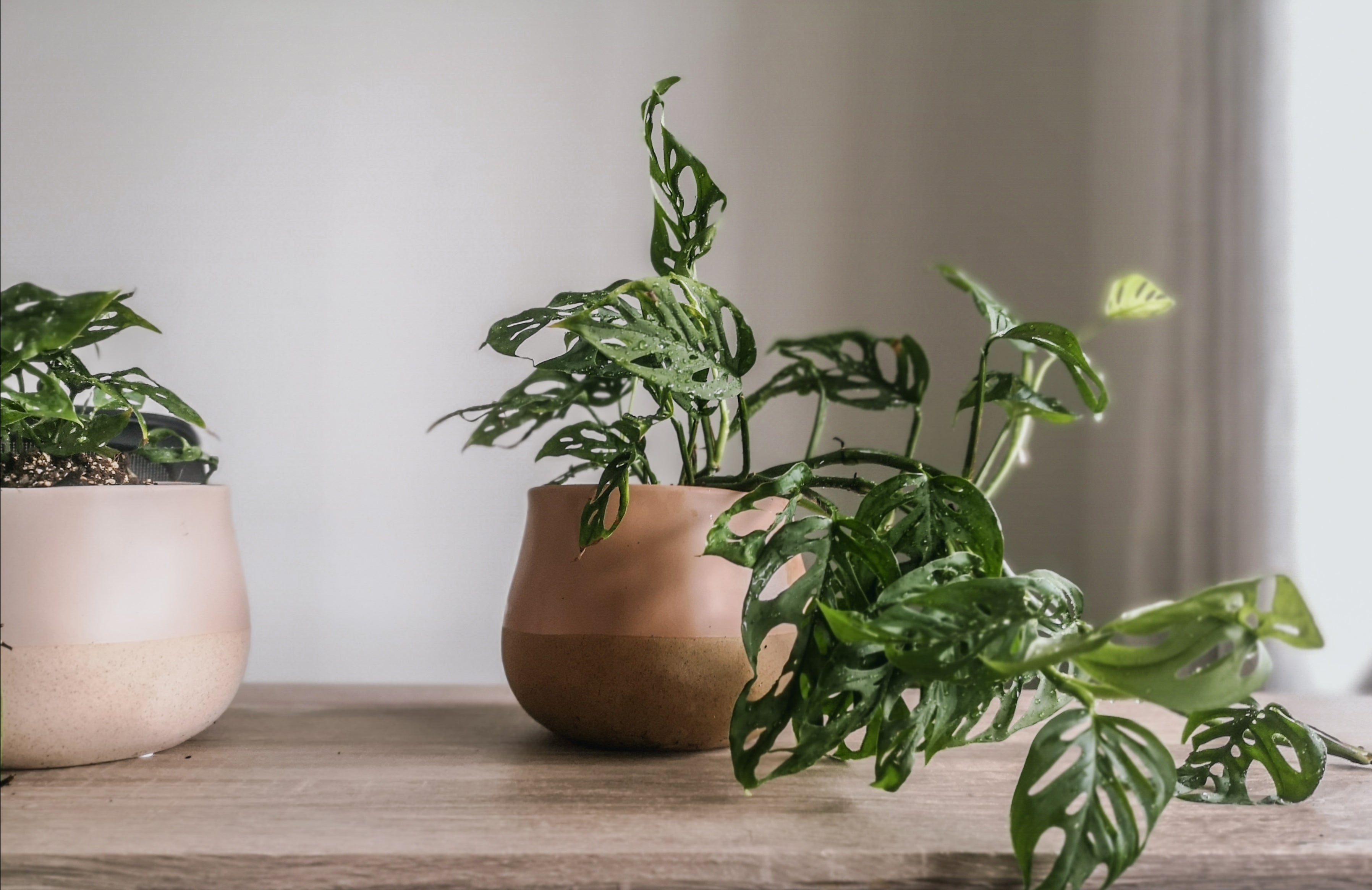 POTPLANT STUDIO | Buy Indoor Plants Online | Gifts & Workshops